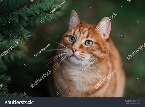 17 Imágenes De Ginger Shrek Imágenes Fotos Y Vectores De Stock