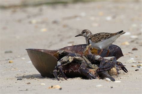 Philly Bird Nerd Crab Fest