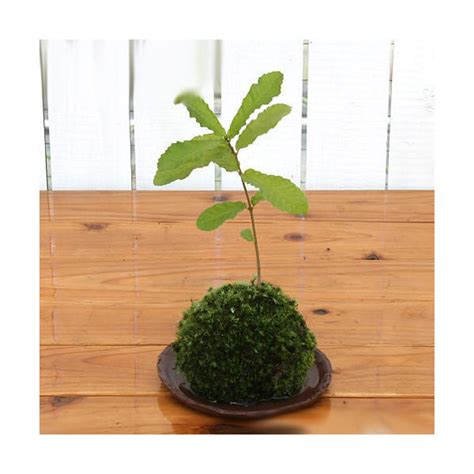 【楽天市場】（盆栽）苔玉 どんぐりの木（1個） 観葉植物 コケ玉：charm 楽天市場店