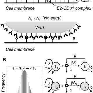 Schematic Of The Model A HCV Enters A Target Cell If The Number Of