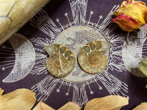 Split Opalized Ammonite Fossil Etsy