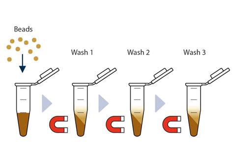 Genesig® Easy Norovirus Workflow For Oysters
