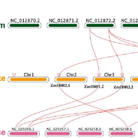 Gene Duplication And Colinearity Analysis Of The Idh Genes In Maize