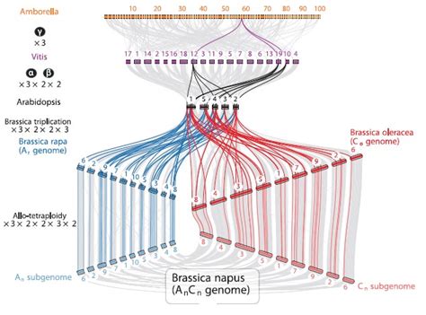 利用 MCscan Python version 进行染色体可视化分析流程 Marine Ecological Genomics Lab