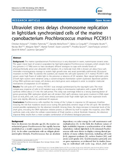 Pdf Uv Stress Impacts Chromosome Replication In Prochlorococcus