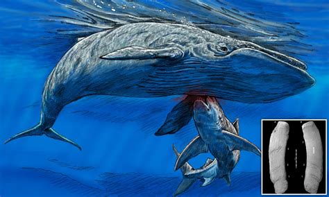 Megalodon Vs Sperm Whale