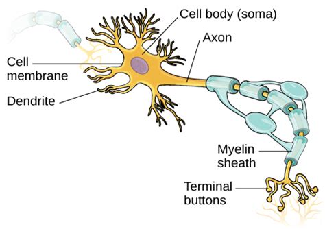 Basic Neuron Structure Diagram Neuron Structure Mcat Bio