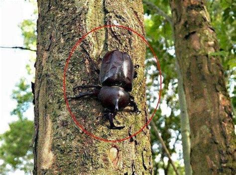 農村一種常見的蟲子，到城市後變成寵物，1隻被炒到12萬元 每日頭條