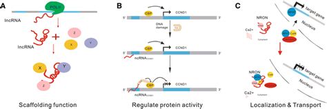 Lncrnas Interact With Proteins To Function As Scaffolds Influence Download Scientific Diagram