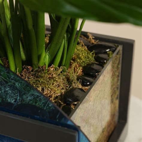 اطلب او أرسل نبات سباثيفيلوم الأنيق لعيد الأب هدية أونلاين في المدينة المنورة فلاورد المدينة