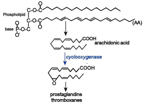 Pathways Eicosanoid Biosynthesis