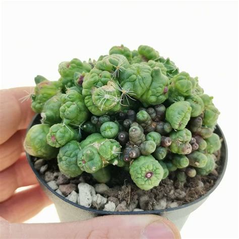Mammillaria Bocasana Cv Fred F Mostruosa Large Head Type Cm Cactaceae Giromagi