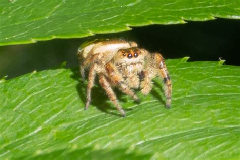 Emerald Jumping Spider Paraphidippus Aurantius Central Park 7 Sherry Felix Port4u