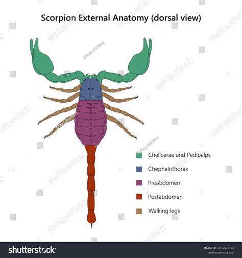 Scorpion External Anatomy Dorsal View Stock Illustration 2217873773