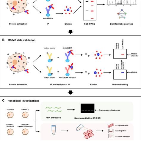 Protein Protein Interactions Network And Functional Enrichment Analyses