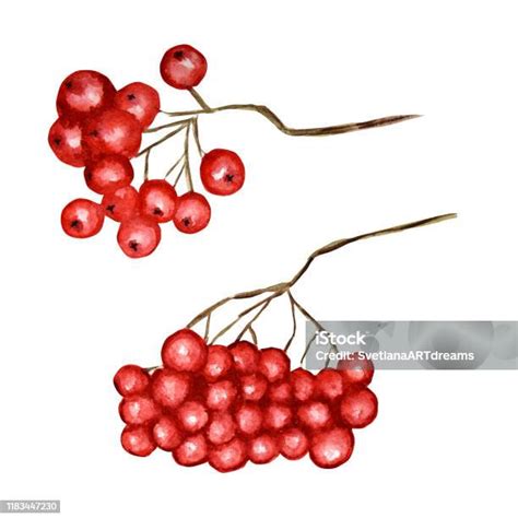 붉은 로완 가을 열매 계절 자연 베리 흰색 배경에 고립 된 가을 식물 수채화 가을 원소 손으로 그린 일러스트 세트 10월에 대한 스톡 벡터 아트 및 기타 이미지 Istock