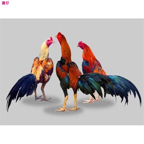 ต้นยวนสปอร์ต ถ้วยรางวัลไก่แจ้ ถ้วยรางวัลไก่ชน สวย ดูดี ความสูง 23 ซ ม