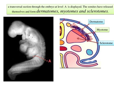 Ppt Derivatives Of The Ectodermal Germ Layer Powerpoint Presentation