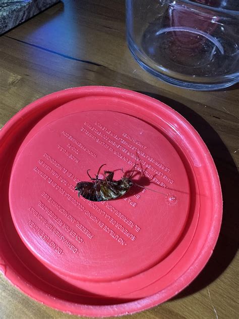 Roach Identification Rwhatsthisbug