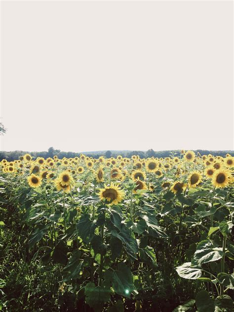 Free Images Sky Field Meadow Prairie Flower Produce Crop Soil