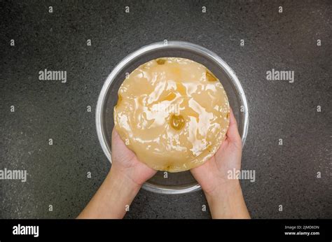 Hand Holding Kombucha Scoby Tea Mushroom Against Stone Background With