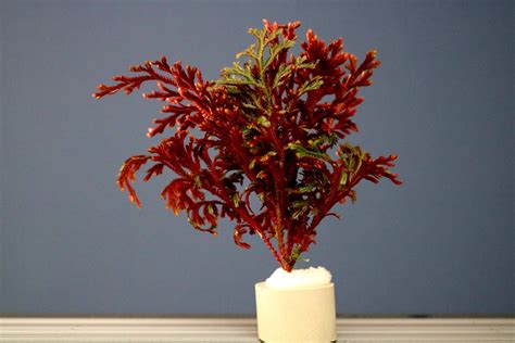 Selaginella Erythropus Ruby Red Club Moss Aquascape