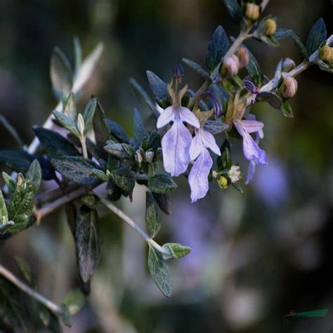 江苏宿迁基地出售水果篮 花坛花镜观赏苗 园林绿化造景工程苗 18118375777宿迁辰全园林有限公司
