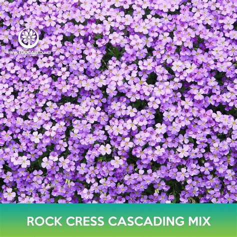 Rock Cress Cascading Mix Seeds Aubrieta Hybrida Superbissima Cascade