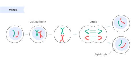 160 Anaphase Stock Illustrations Royalty Free Vector Graphics And Clip