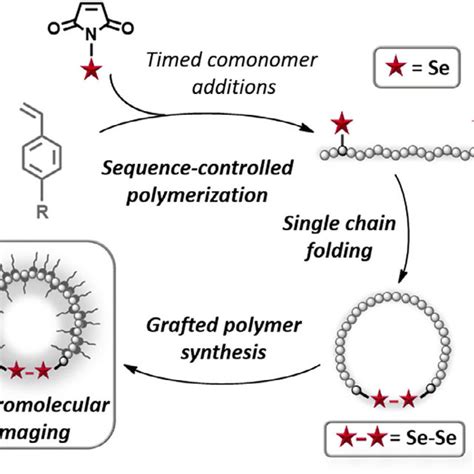 Sec Traces Of The Linear Precursor Polymer Poly L Phs 50 And The Download Scientific Diagram