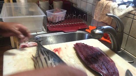 Cleaning Skipjack Tuna YouTube