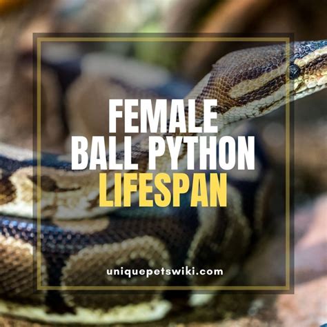 Female Ball Python Lifespan 3 Facts You Didnt Know