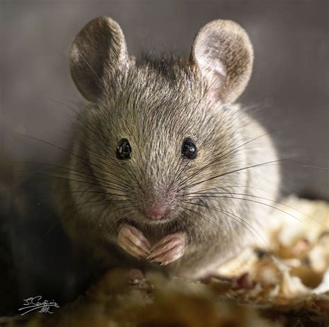 Symbolic Mouse Meaning Artofit