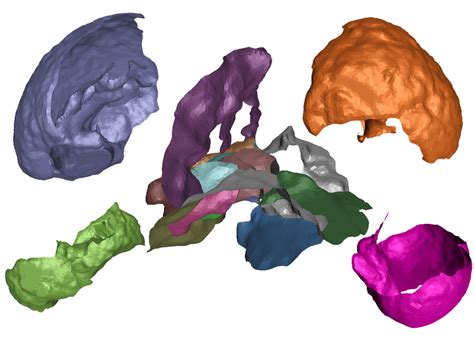 Mni Structural Atlas Of The Brain With Seven Anatomical Regions Shown Download Scientific