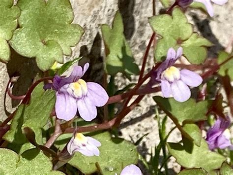野草ムラサキサギゴケとトキワハゼの違いや見分け方は アタマの中は花畑