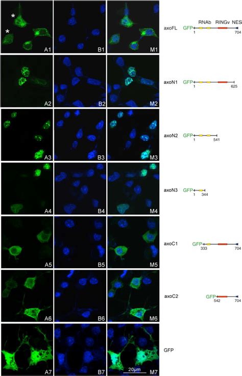 Subcellular Localization Of Egfpaxotrophin Fusion Proteins N2a Cells