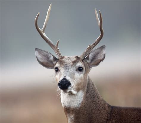 Buck Christopher Newberry Flickr
