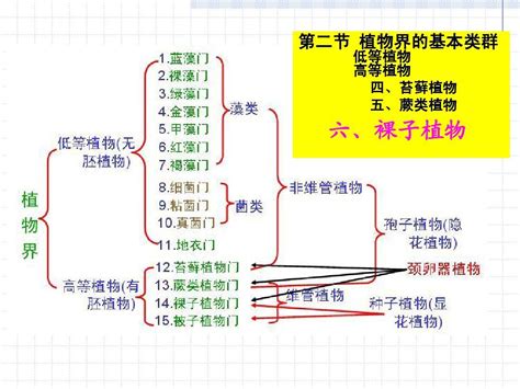 植物学11 3裸子植物和被子植物 word文档在线阅读与下载 无忧文档