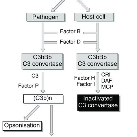 1 The Alternative Complement Pathway Cr1 Complement Receptor 1 Daf Download Scientific