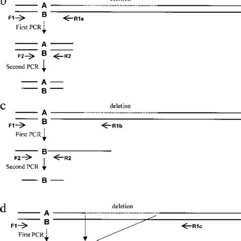 A D Schematic Drawing Of A Method For Mapping Deletion Boundaries The