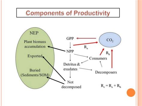 Ecosystem Structure And Function Pptx