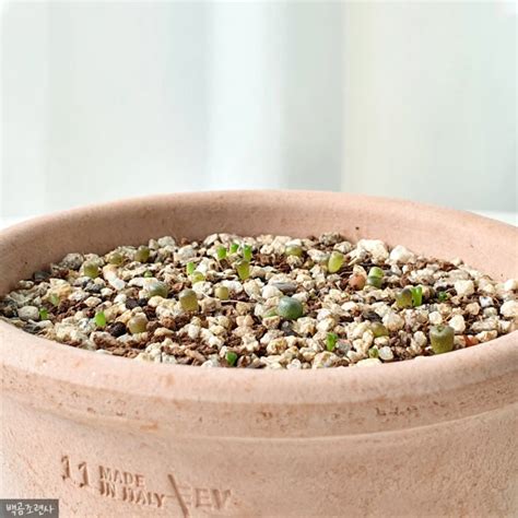 리톱스 씨앗 파종 그 후 4개월성장 기록2 네이버 블로그