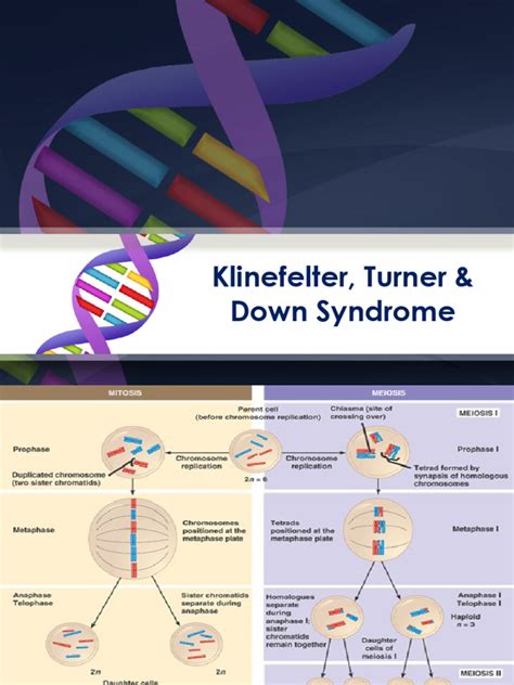 L1 Klinefelter Turner And Down Syndrome Pdf Meiosis Biology