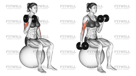 How To Do Dumbbell Alternating Seated Bicep Curl On Exercise Ball