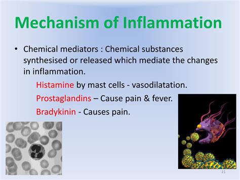 Ppt Macrophage Powerpoint Presentation Free Download Id431156