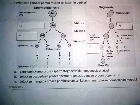 SOLVED 1 Perhatikan Gambar Pembentukan Sel Kelamin Berikut A