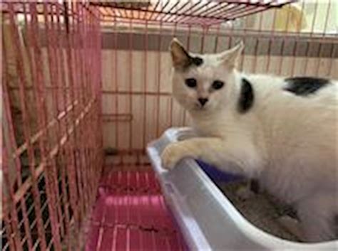 認養寵物 混種貓 編號248548臺北市動物之家 我愛毛小孩