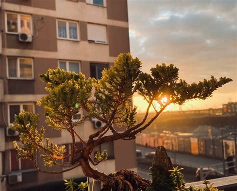 Japanese Garden Juniper Fertilizer How And When To Use It