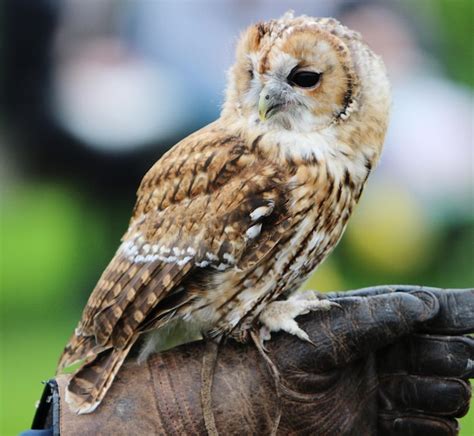 Premium Photo Portrait Of A Tawny Owl