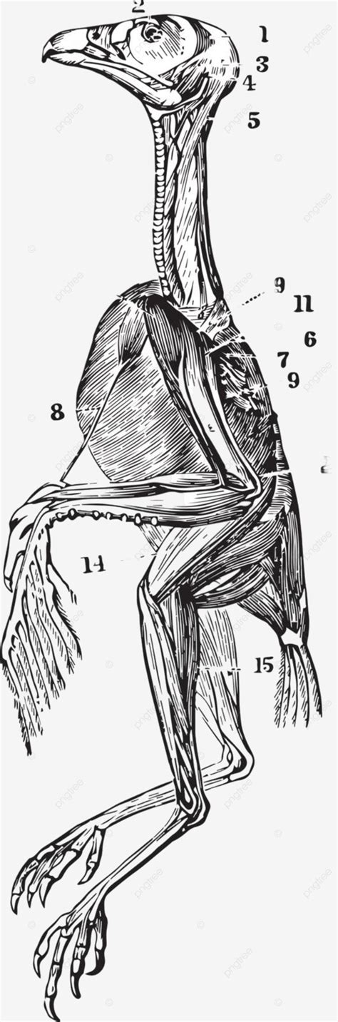 Vintage Illustration Of Hawks External Muscles Line Drawing Tendons